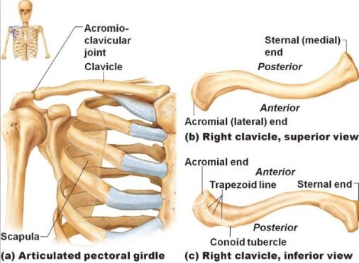 Acromion Claveare: Patologie, Diagnosi e Cura