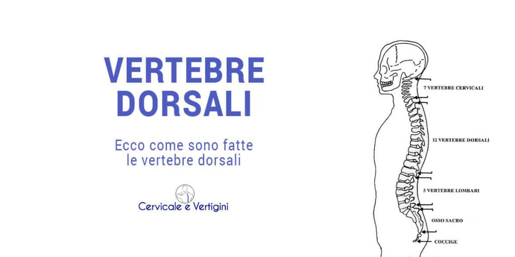 Vertebre Dorsali -Tutte le cose da sapere